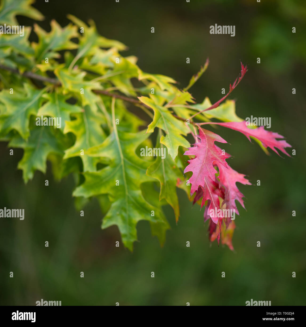 Pin Oak 'Quercus palustris' in its autumn foliage photographed at ...