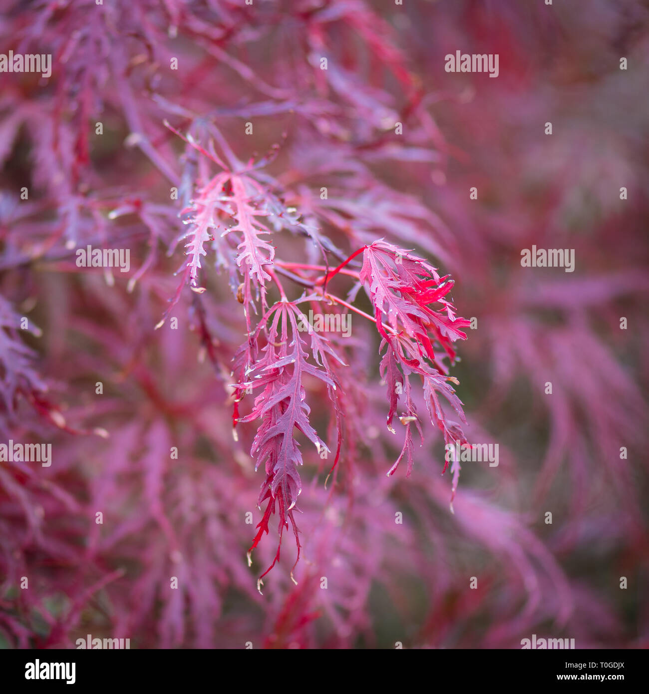 Japanese maple, Acer palmatum dissectum 'Garnet' deciduous tree ...