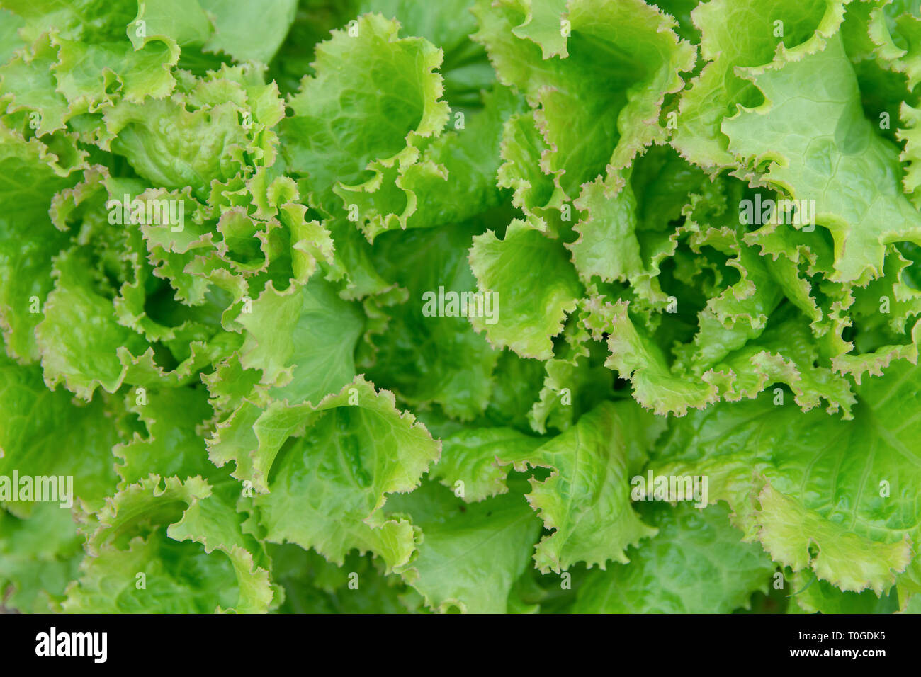 Salad leaf. Fresh Lettuce background. vegetables background Stock Photo ...