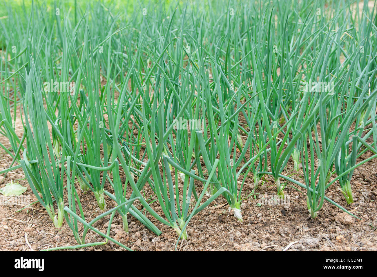 Salad onions pot grow hi-res stock photography and images - Alamy