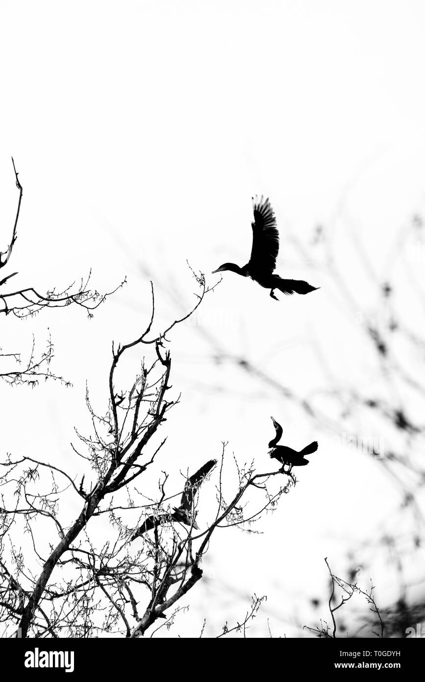 Trees Black And White With Birds