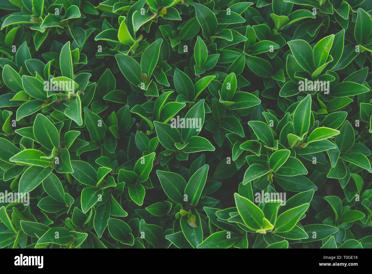 Green leaves background. Flat lay. Nature background Stock Photo - Alamy