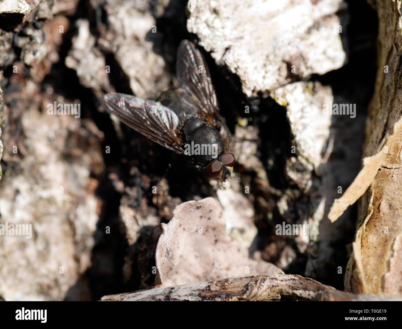 Fly on Bark Stock Photo - Alamy