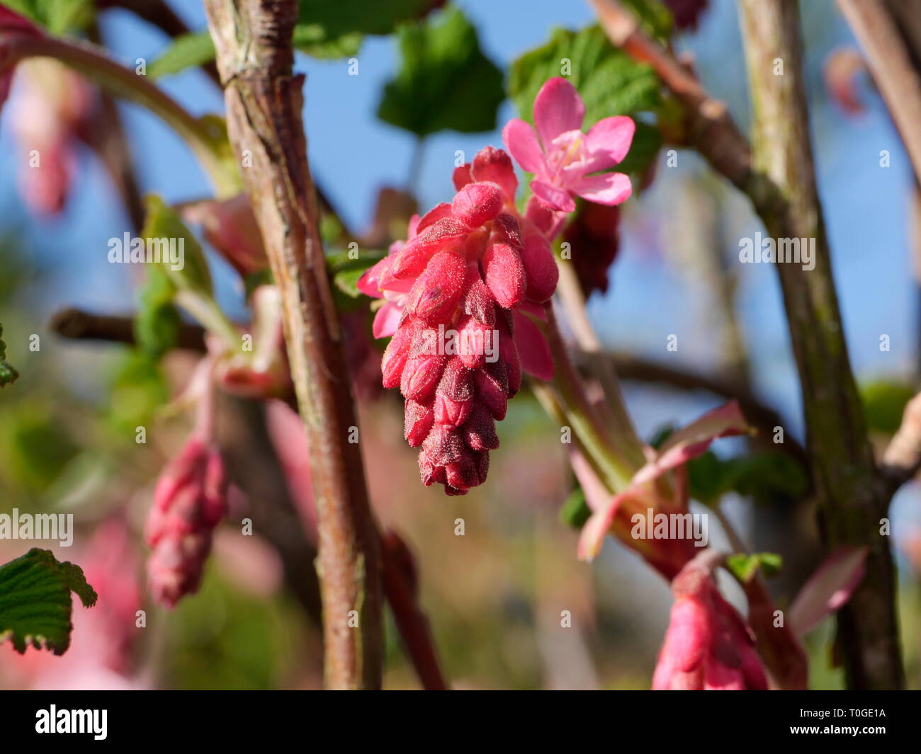 New growth garden borders hi-res stock photography and images - Alamy