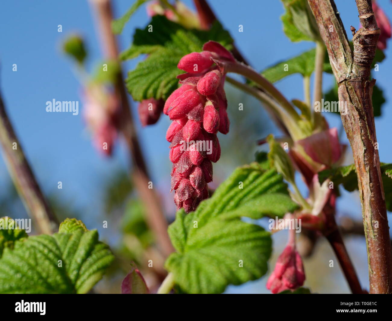 New growth of leaves hi-res stock photography and images - Alamy