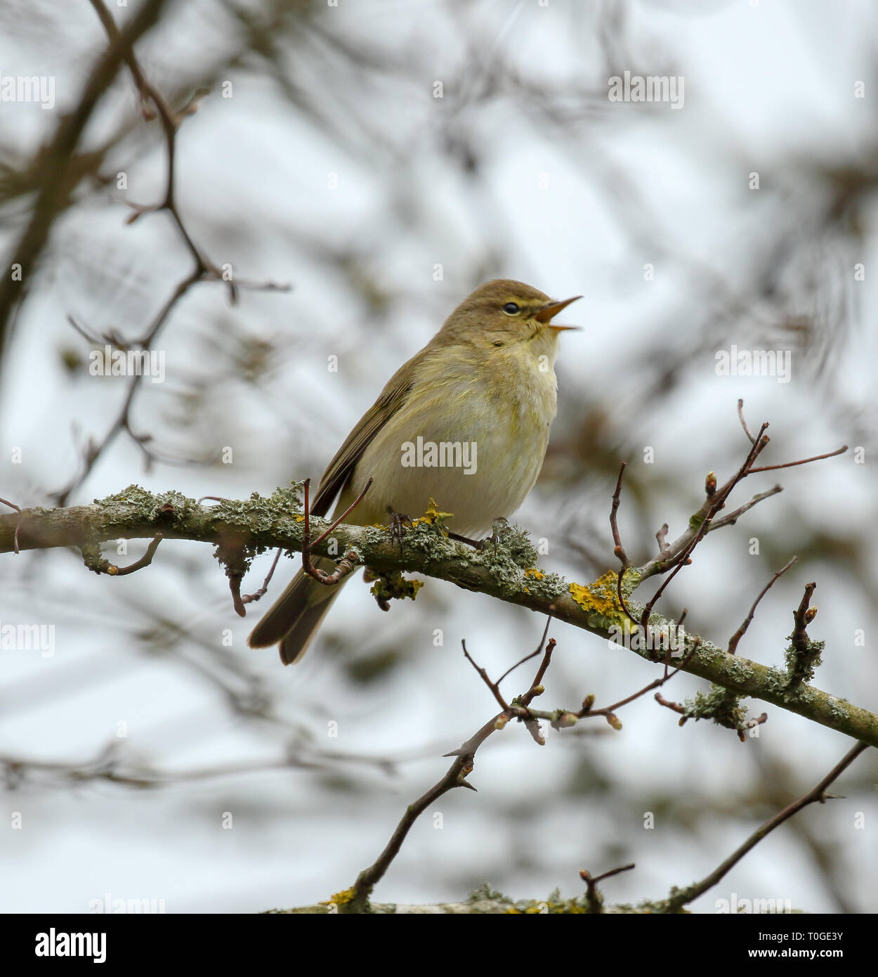 Nest of chiffchaff uk hi-res stock photography and images - Alamy