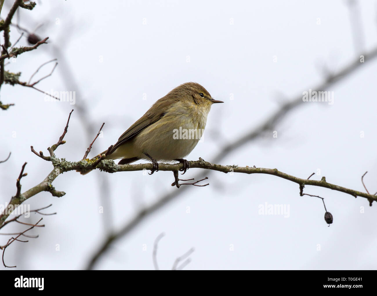 Chiffchaff nest uk hi-res stock photography and images - Alamy