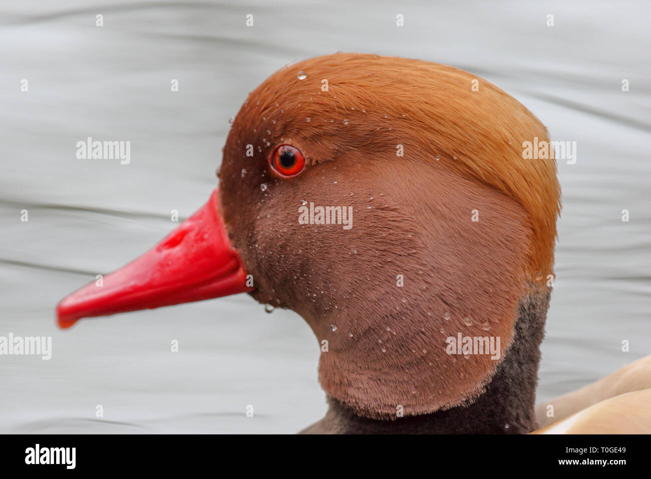 White duck red beak hi-res stock photography and images - Alamy