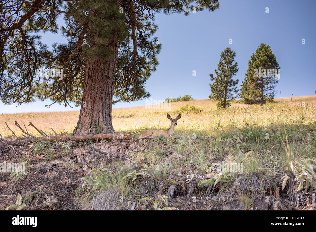 The National Bison Range in Charlo, Montana is one of the most ...