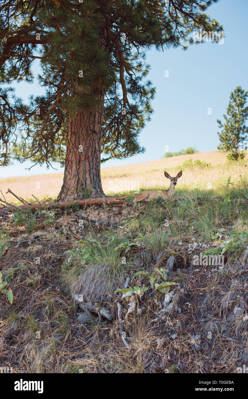 The National Bison Range in Charlo, Montana is one of the most ...