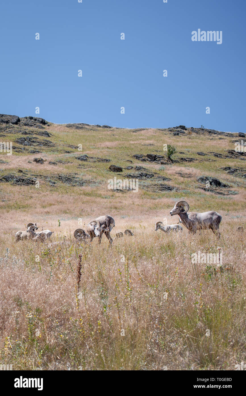 The National Bison Range in Charlo, Montana is one of the most ...