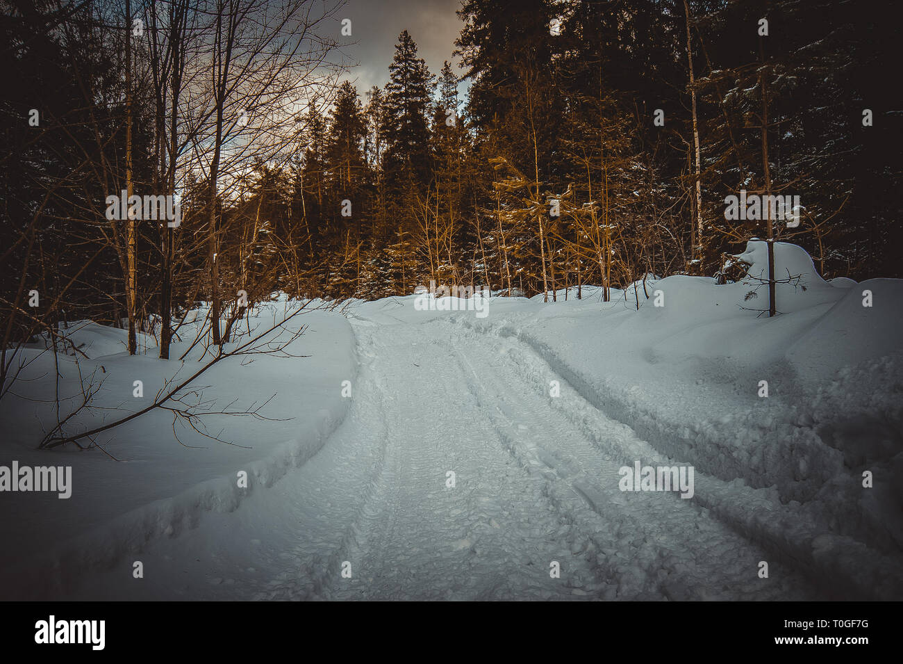 Snow-covered road through the forest. Mystical forest comes to life ...