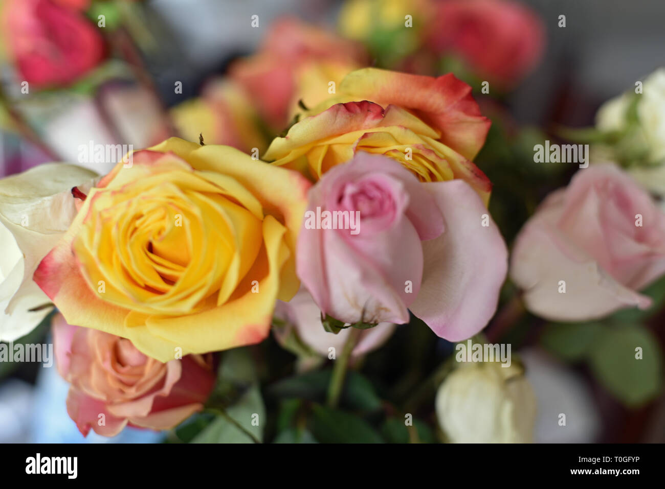 Rose cleopatra hi-res stock photography and images - Alamy