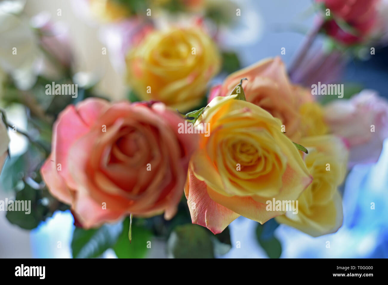Rose cleopatra hi-res stock photography and images - Alamy