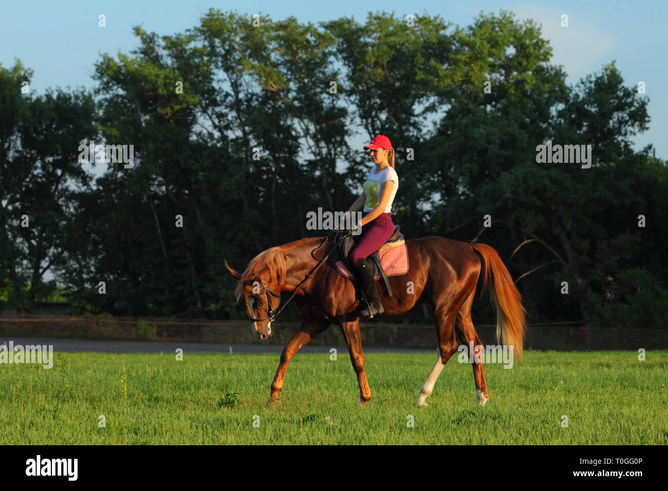 Beautiful equestrian girl horseback riding in woods glade at sunset ...