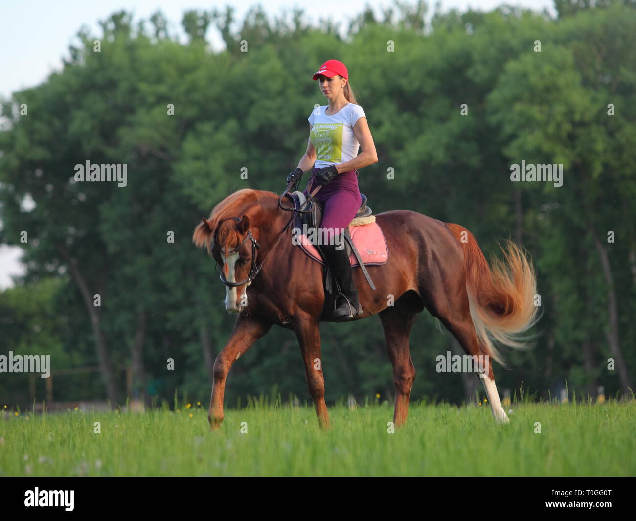 Beautiful equestrian girl horseback riding in woods glade at sunset ...