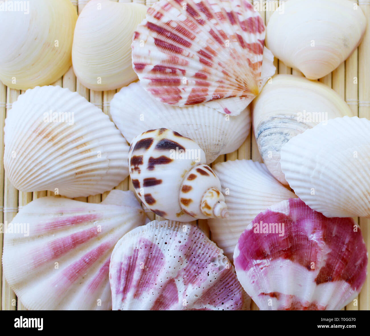 Colorful Sea Shells High Resolution Stock Photography and Images - Alamy