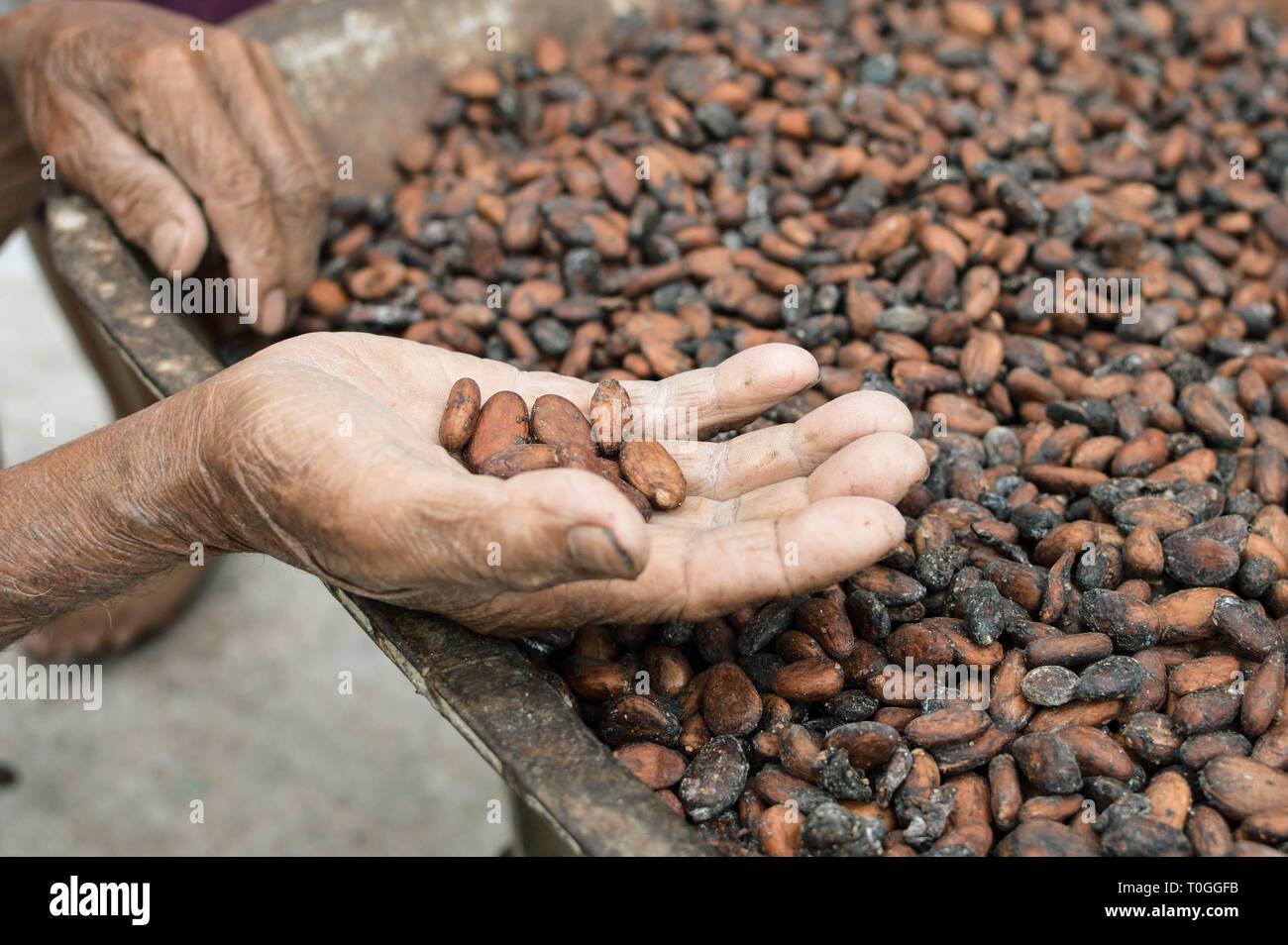 Cocoa seeds being sundried in the sun. Samosir Island in North Sumatra ...