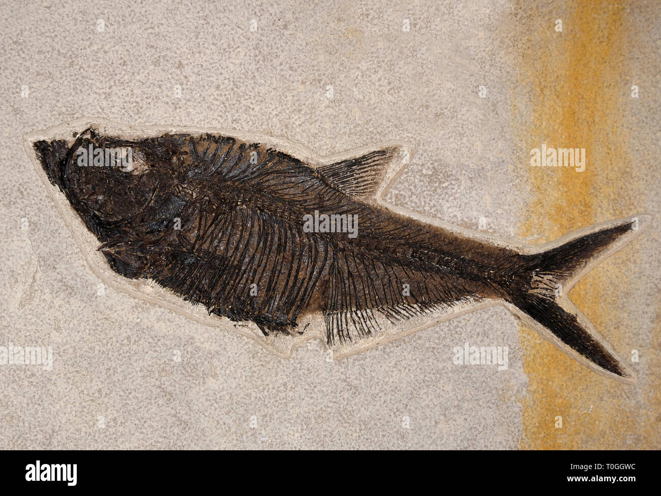 Natural background, petrified sea organism in sediments Stock Photo - Alamy