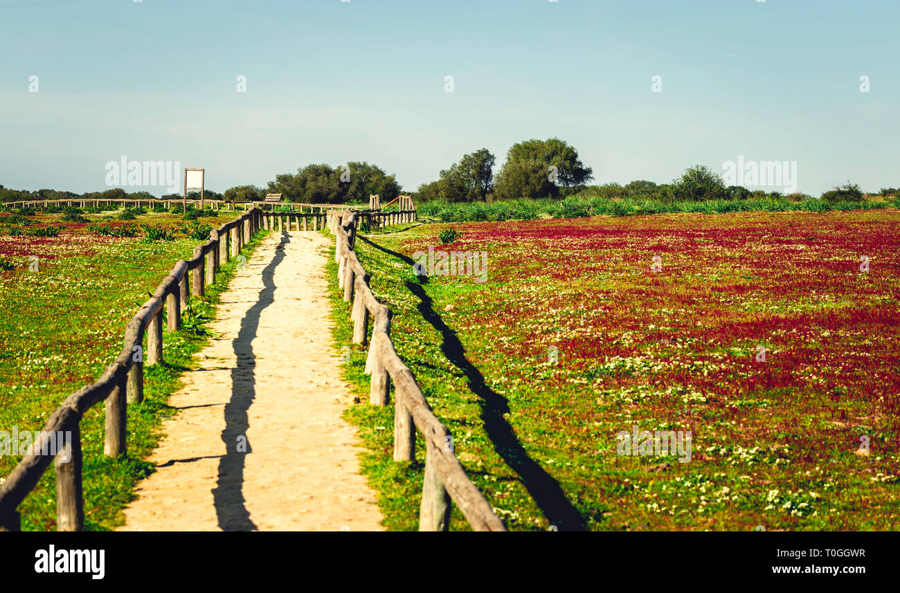Red flowers field hi-res stock photography and images - Alamy