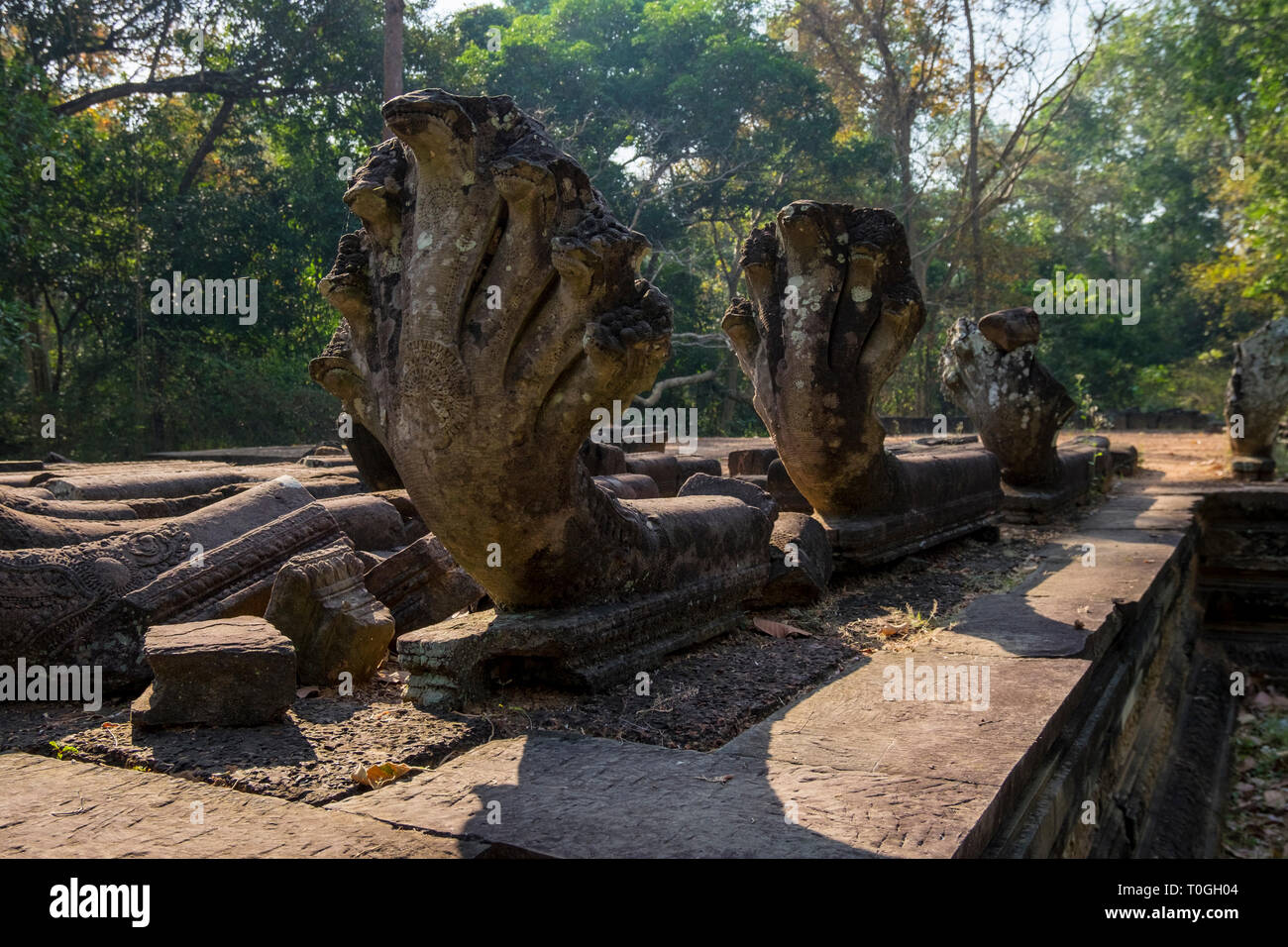Seven Headed Cobra In Honduras