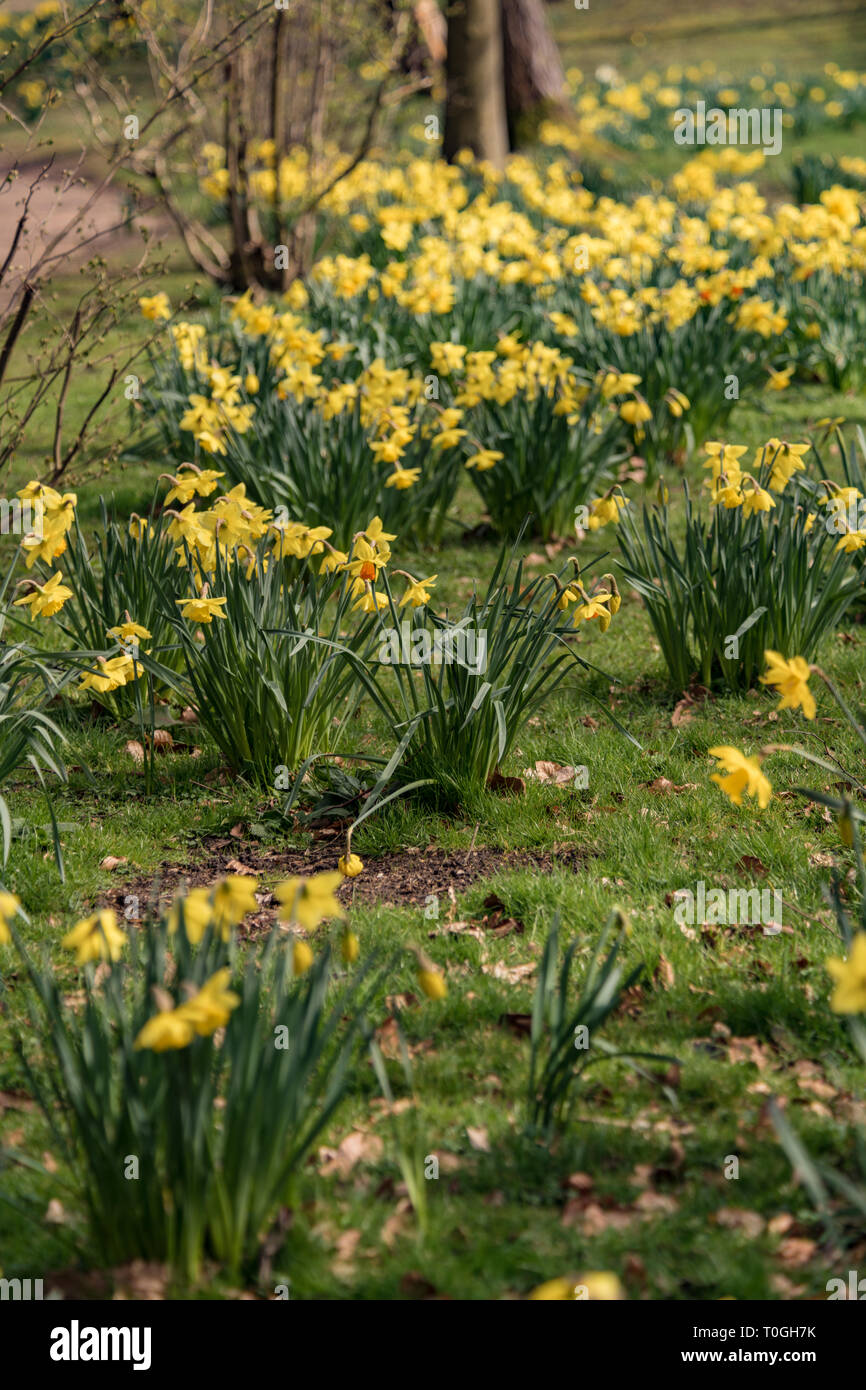daffodils in woodland Stock Photo - Alamy