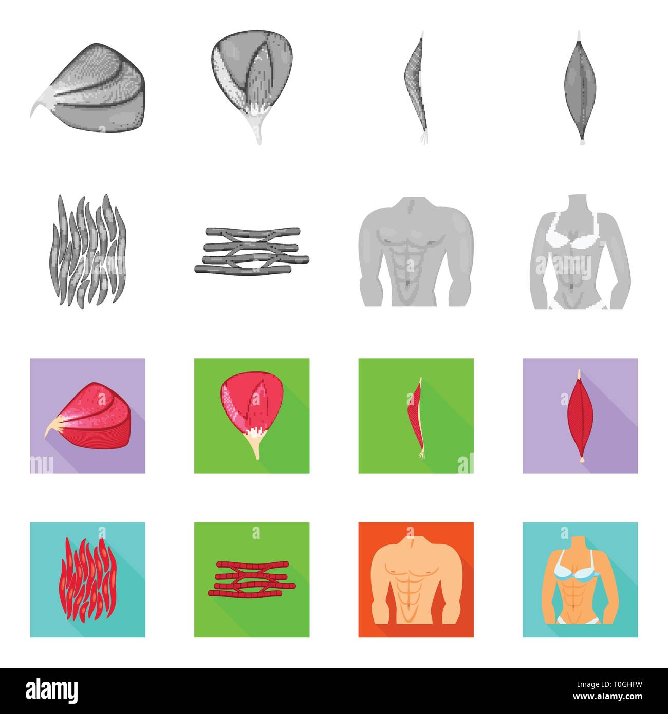 Vector design of fiber and muscular symbol. Set of fiber and body stock ...