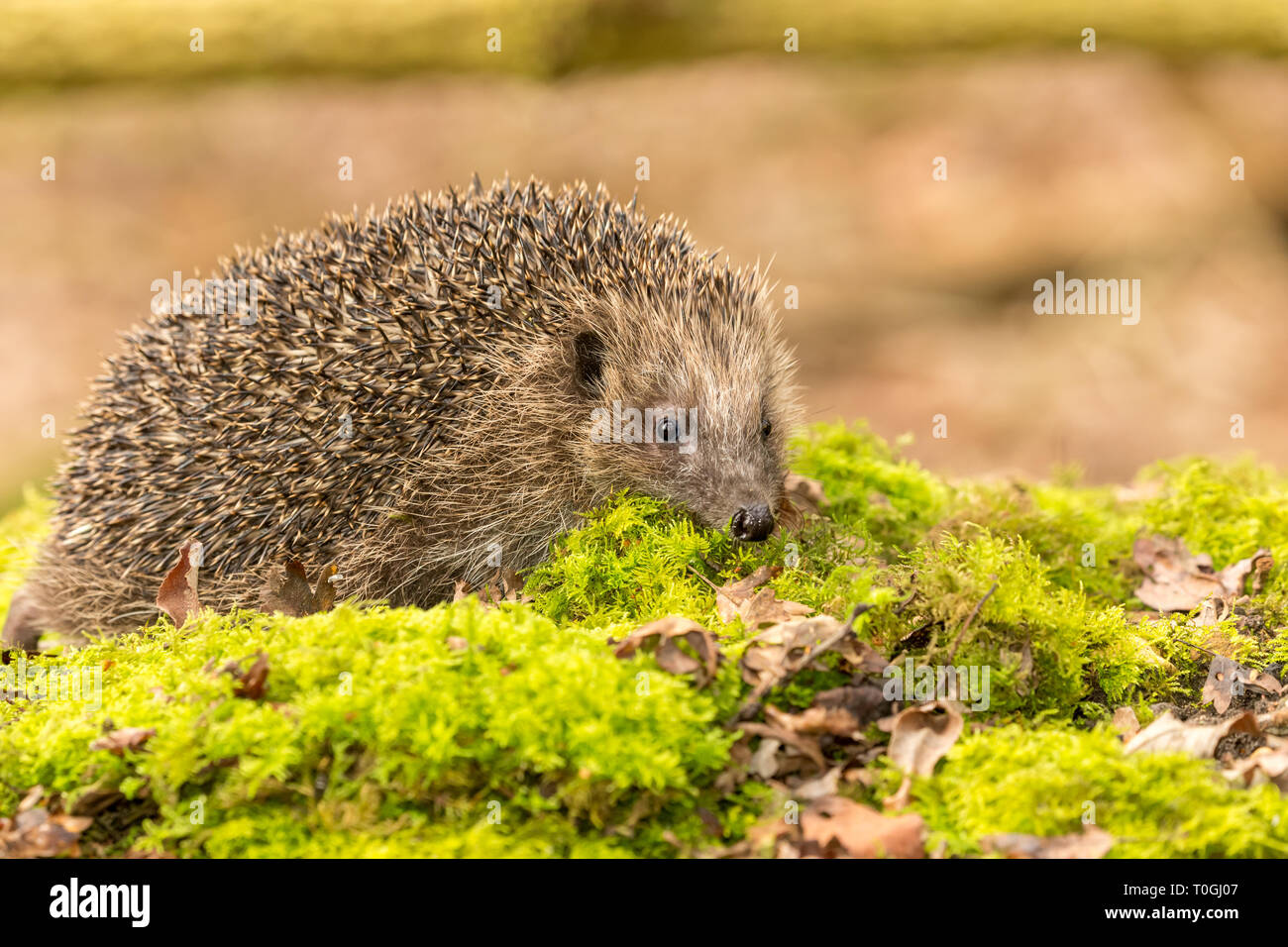 Hedgehog, (Erinaceus Europaeus) Wild, native, European hedgehog in ...
