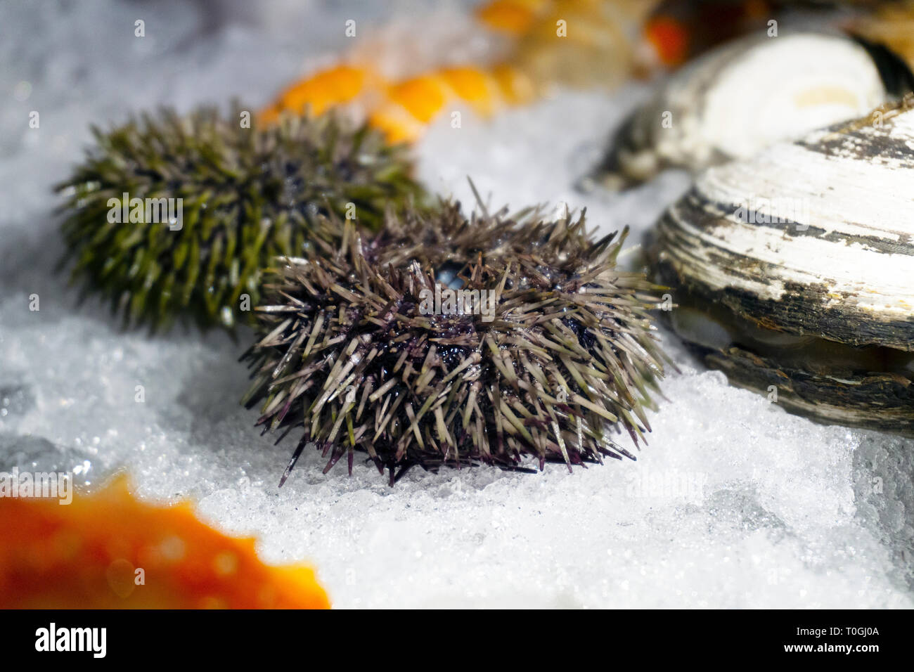 Black spiny sea urchins hi-res stock photography and images - Alamy