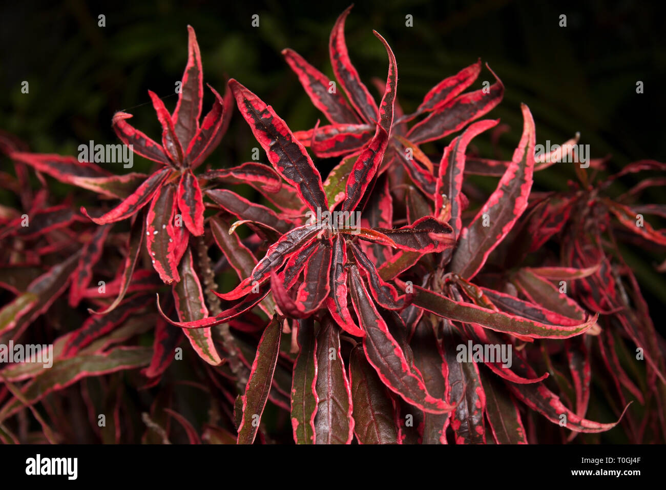 Closeup Colorful Red leaves Isolated on Nature Background Stock Photo ...