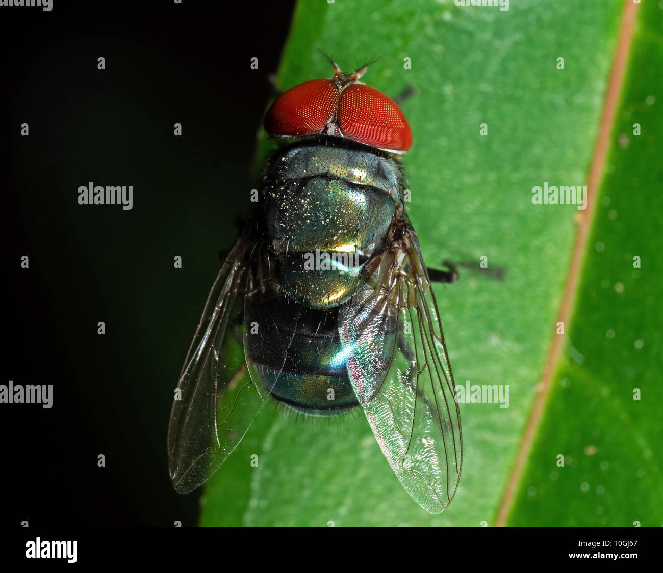 Macro Photography of Blowfly on Green Leaf Stock Photo - Alamy