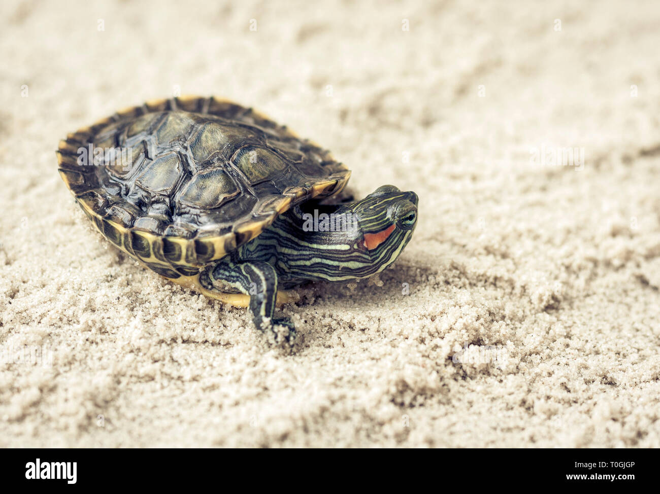 Common Slider, also known as Cumberland Slider Turtle, Red-eared Slider ...