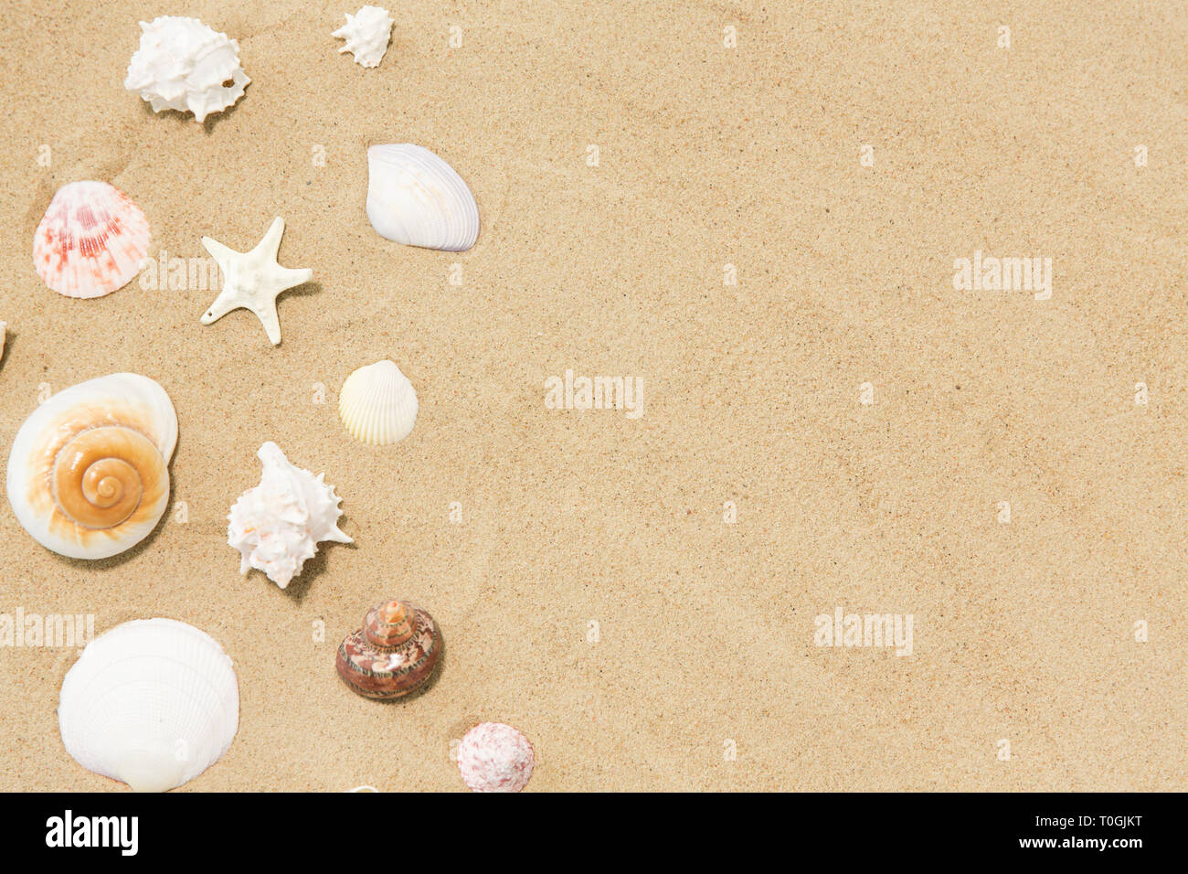 seashells on beach sand Stock Photo - Alamy