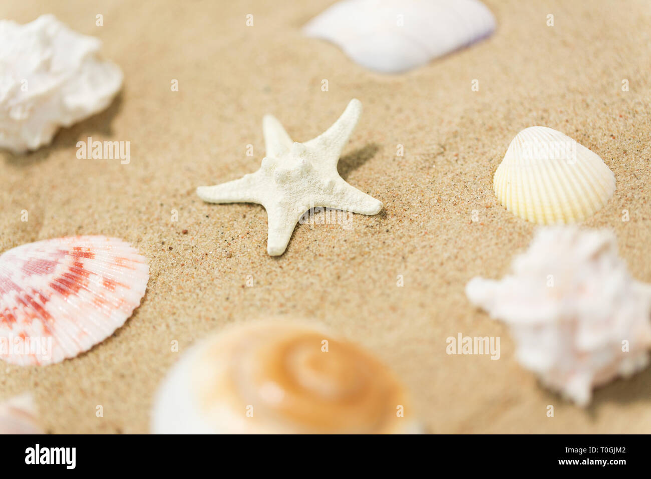 starfish and seashells on beach sand Stock Photo - Alamy