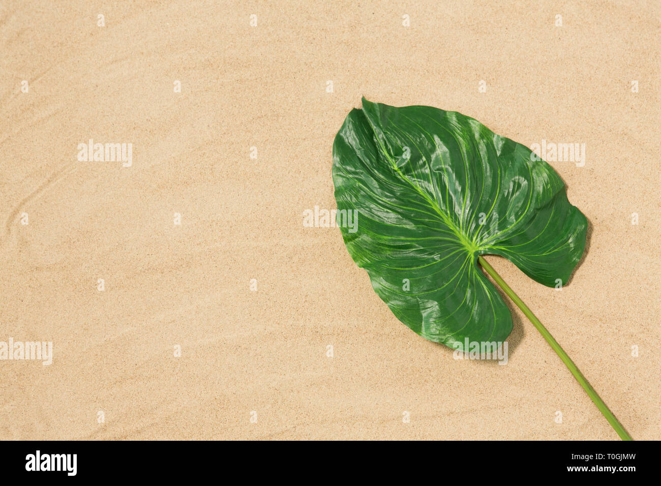 green tropical leaf on beach sand Stock Photo - Alamy