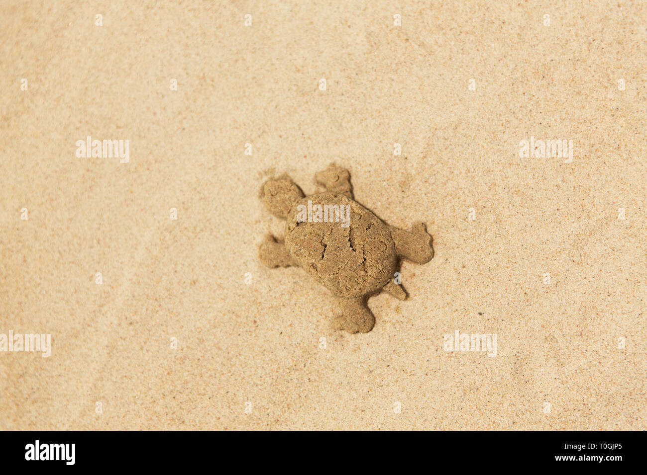 sand shape made by turtle mold on summer beach Stock Photo - Alamy