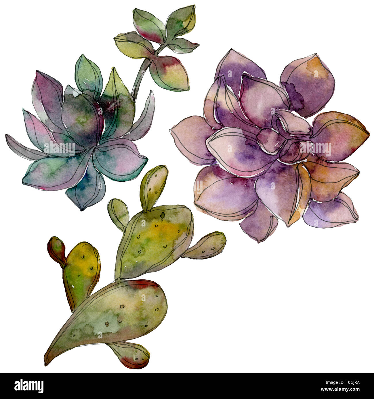 Jungle botanical succulent flower. Watercolor background illustration ...