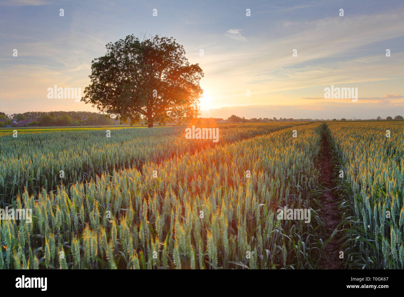 Wheat field at sunset Stock Photo - Alamy