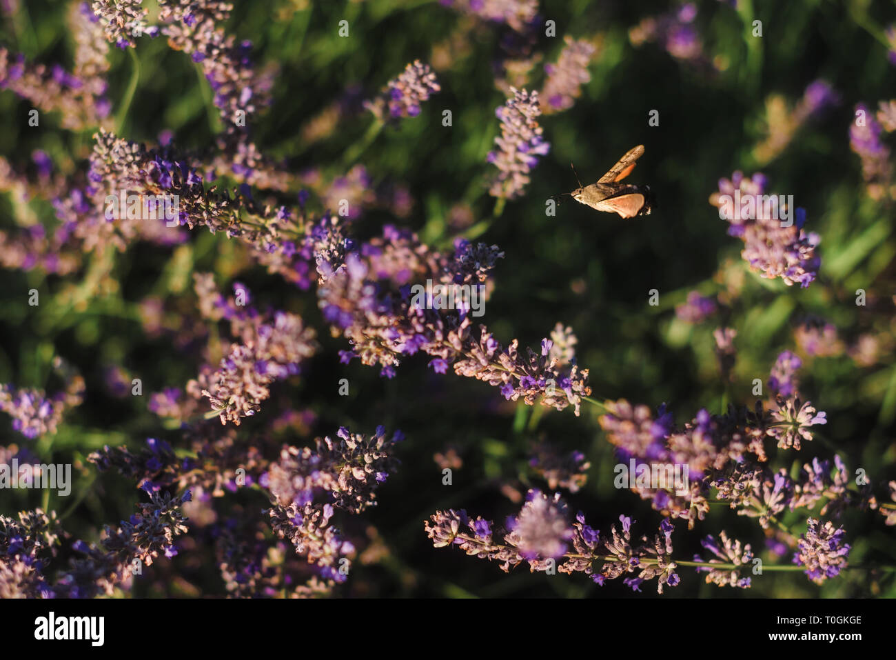 France french moths hi-res stock photography and images - Alamy
