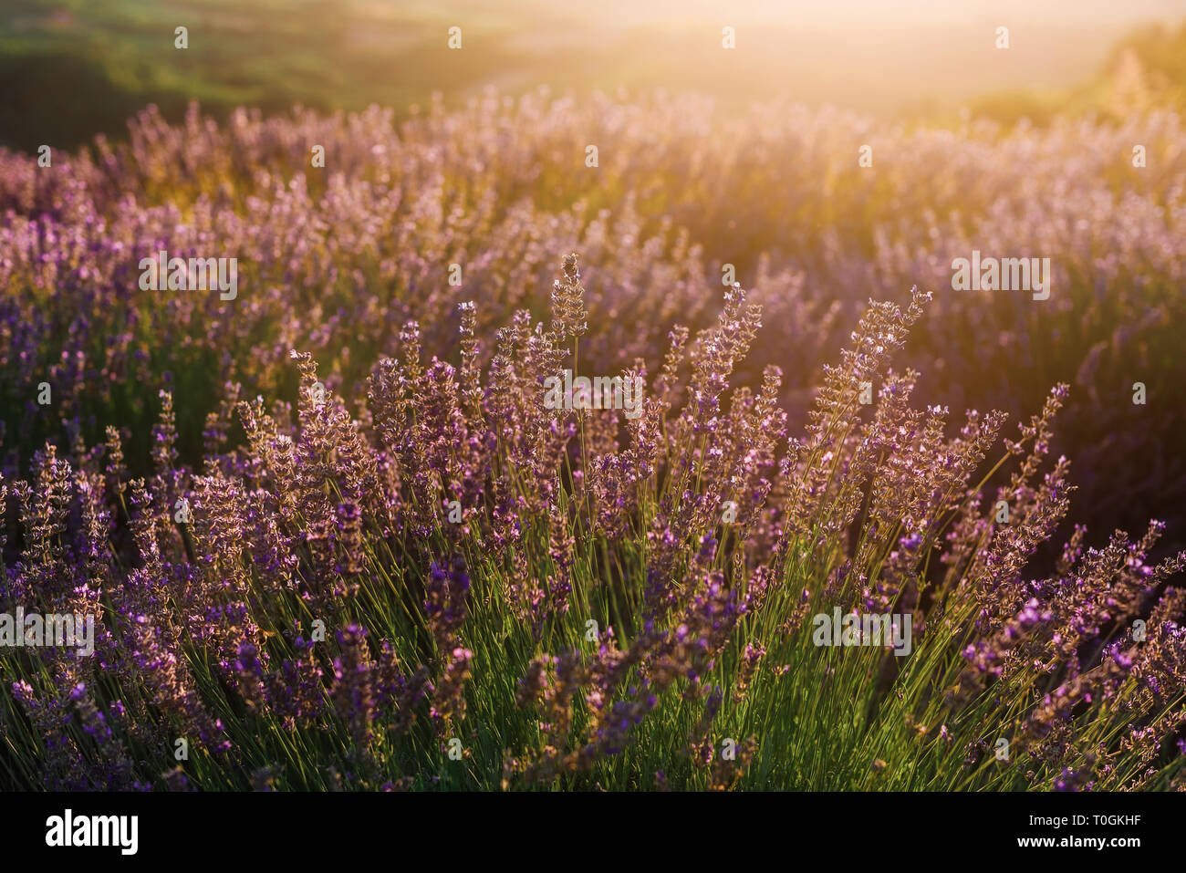 Lavender bushes in bloom hi-res stock photography and images - Alamy