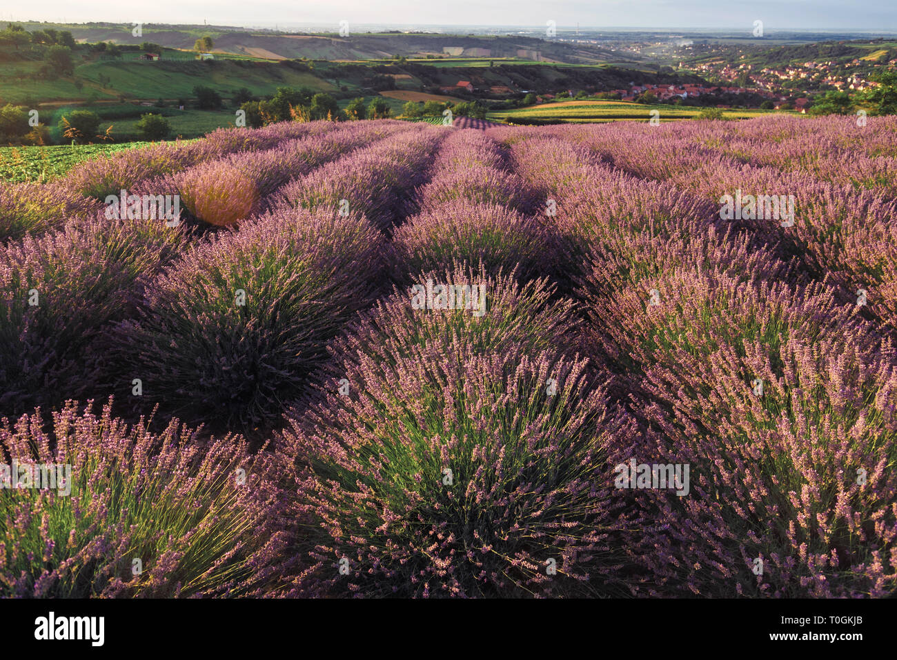 Lavender Field Rows in Evening Light Stock Photo - Alamy