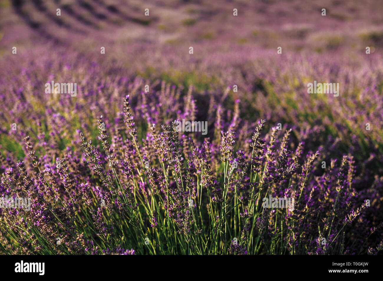 Lavender flowers blooming hi-res stock photography and images - Alamy