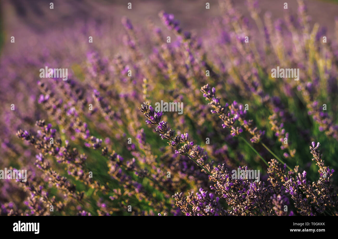 Lavender flowers blooming hi-res stock photography and images - Alamy
