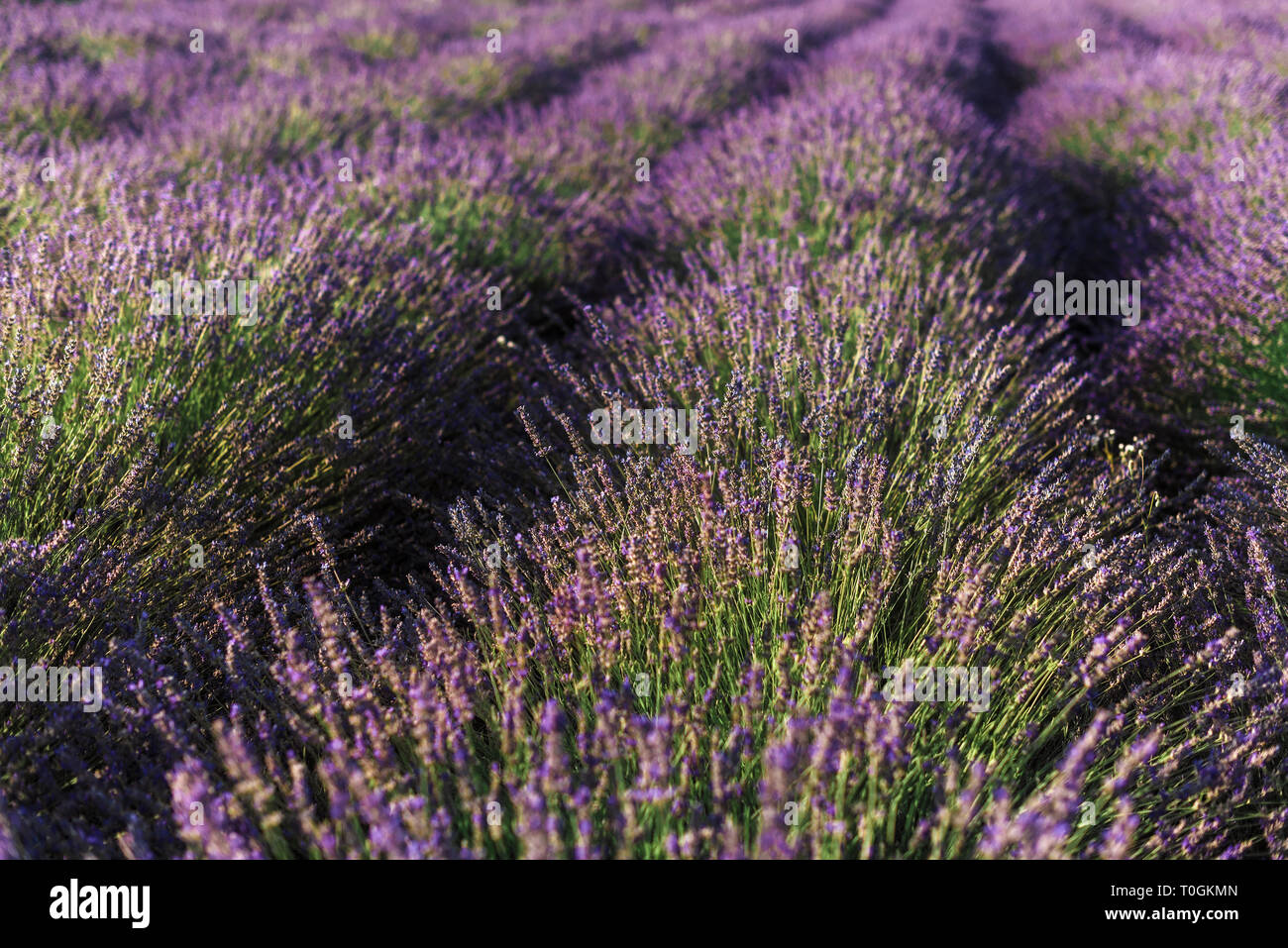Lavender field blooming bushes hi-res stock photography and images - Alamy