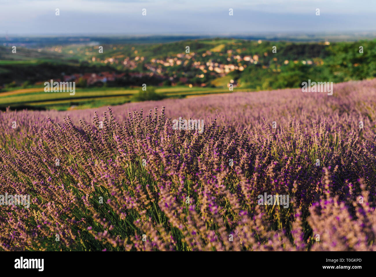Bloomfield plant hi-res stock photography and images - Alamy