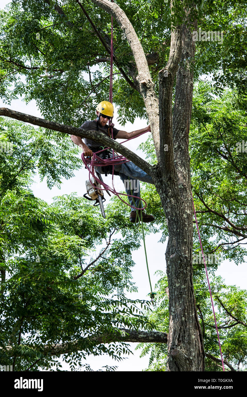 Environmental forestry management. Male forester in a safety harness ...