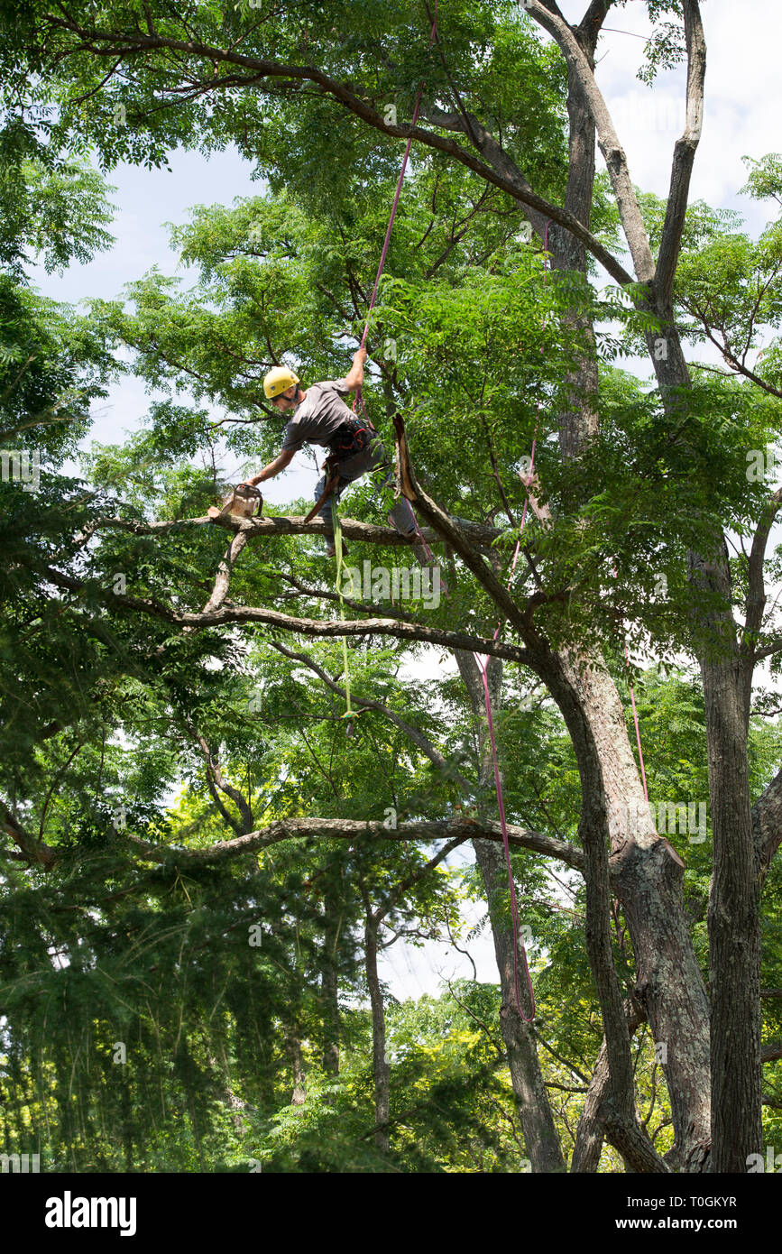 Environmental forestry management. Male forester in a safety harness ...