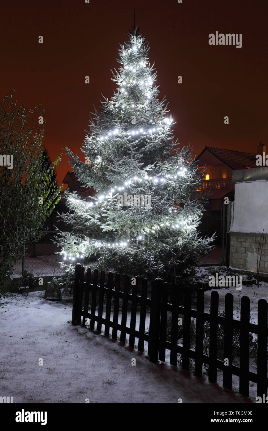 Christmas tree in winter - outdoor Stock Photo - Alamy