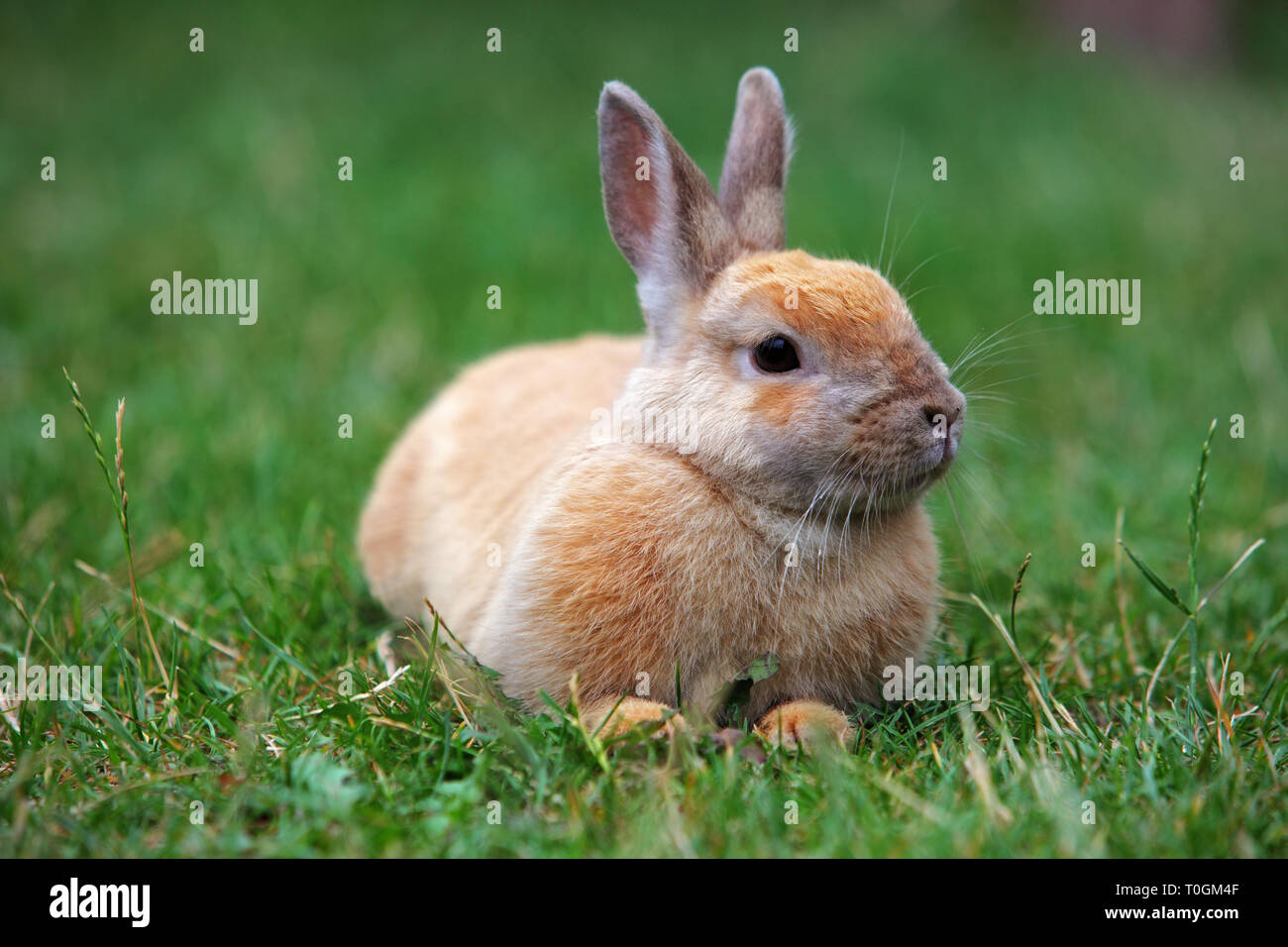 Animal green grass rabbit nature hi-res stock photography and images ...