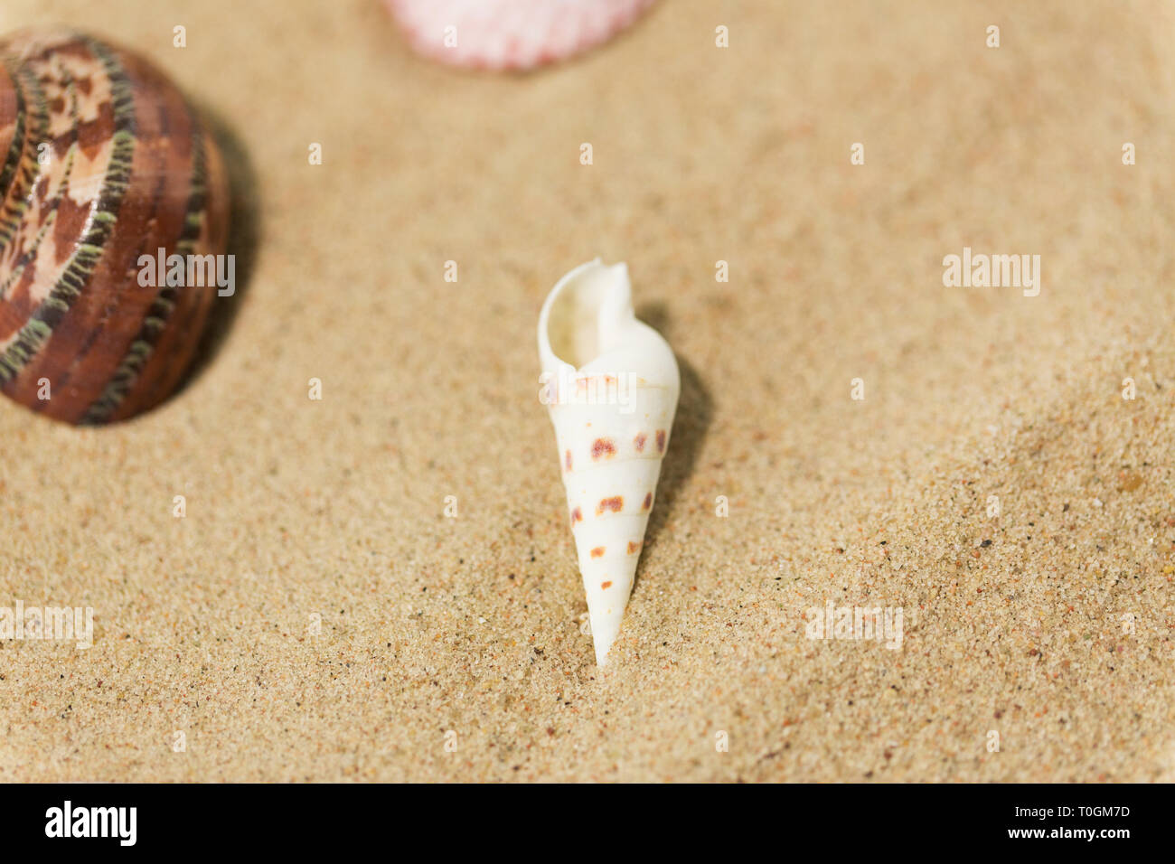 seashells on beach sand Stock Photo - Alamy